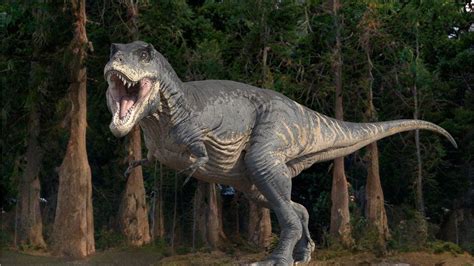 Dinosaur Auction Complete Trex Skeleton For Sale Bbc Newsround