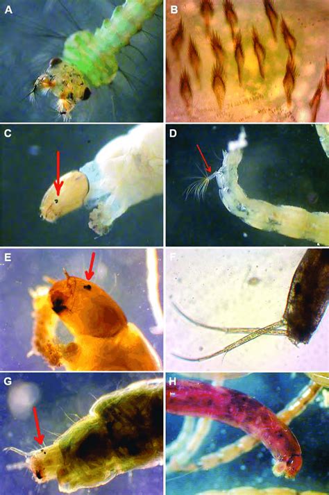 A Larva De Culex Modestus B Sedas Del Viii Segmento Abdominal De