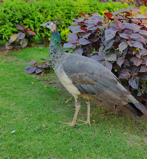 60 Free Peahen And Bird Images Pixabay