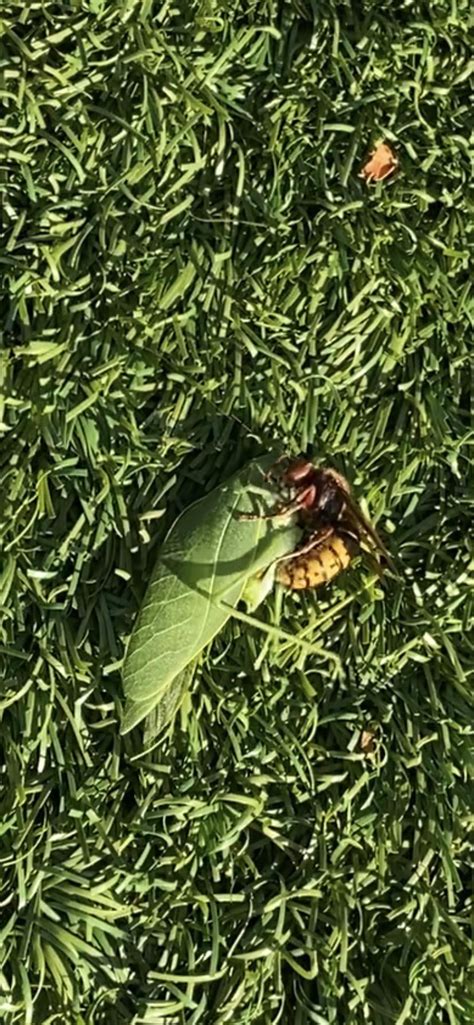 Wasp Identification Please R Entomology