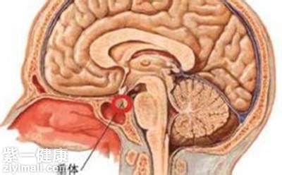 脑垂体具有什么作用 【盘点】脑垂体对人体的四大作用紫一商城