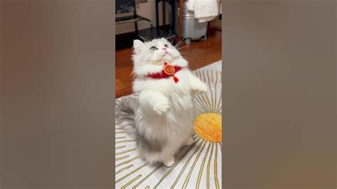 大年初一，给姨姨们拜年啦~ Cats Cat Cute 猫 萌宠 新年快乐 Youtube