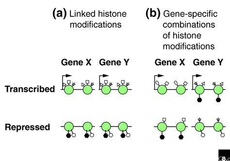 Histone Modifications From Genome Wide Maps To Functional Insights Genome Biology Full Text