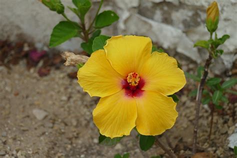 히 비 스커 스 꽃 노란색 Pixabay의 무료 사진 Pixabay