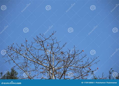 High Angle Tree Branch Tree Background Beautiful Sky Stock Photo Image Of Background High