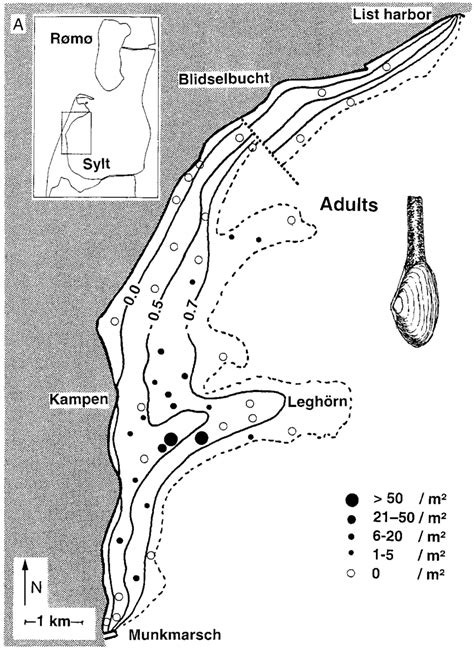Ab Mean Abundance Of M Arenaria In The Intertidal Zone Of East Sylt