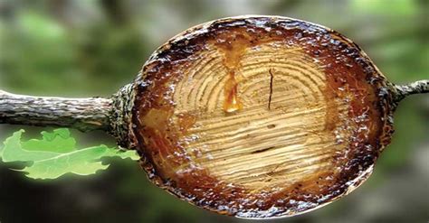 What Makes Sap Go Up In Trees Sawan Books