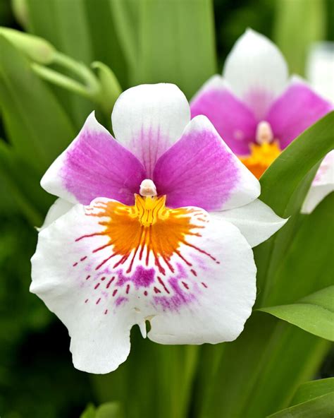 Orchid Orgy Some Of The Orchids At The San Diego Botanical Garden