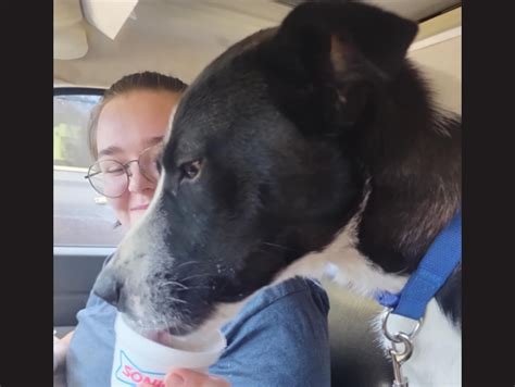 Alabama Teens Allegedly Caught On Video Shooting At Restrained Dog