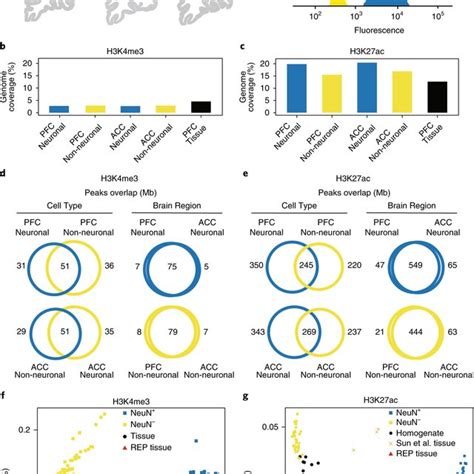 Cell And Region Specific Histone Modification Profiling In The Human
