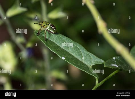 A Juvenile Green Shield Bug Featuring A Red Edged Body And White Spots Rich Biodiversity And