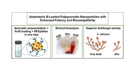 Amphotericin B Loaded Plant Inspired Polyphenol Nanoparticles Enhance