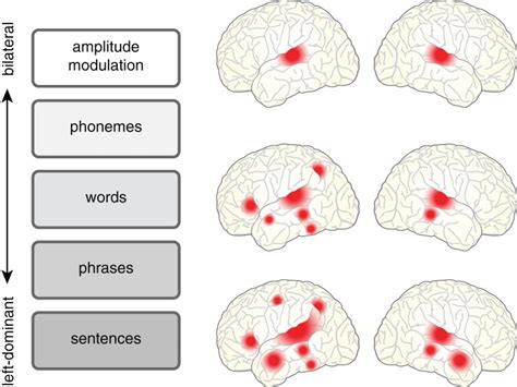 The Hemispheric Lateralization Of Speech Processing Depends On What Speech” Is A Hierarchical