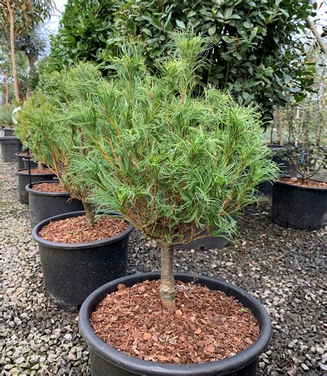 Pinus Strobus Tiny Kurls Uk Plants Architectural Plants
