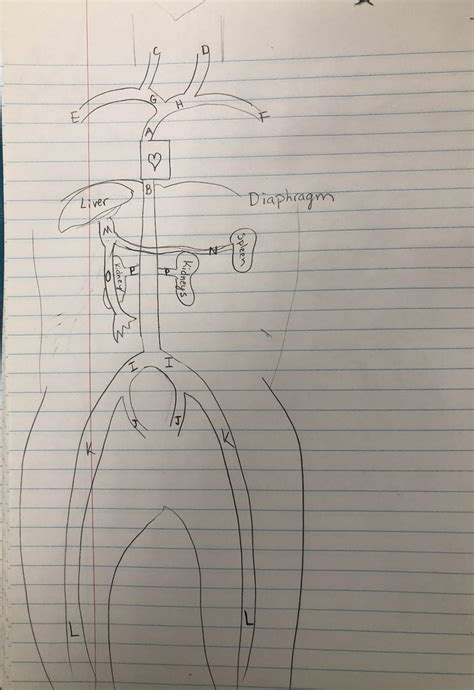 Vein Diagram Anatomy Diagram Quizlet Vein Diagram Anatomy Diagram Quizlet