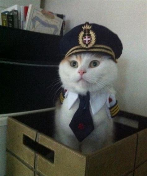 Captain Cat Teh Cute