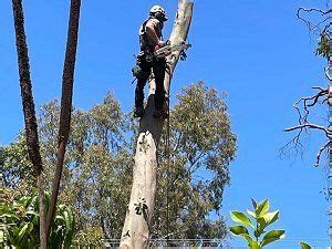 Real Tree Solutions Arborist And Tree Surgeon Perth WA