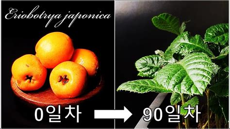 비파를 키우는 간단한 방법｜비파 나무 키우기｜비파 열매의 씨앗 발아｜생소한 과일 비파 키우기｜how To Grow 46 Loquat Youtube