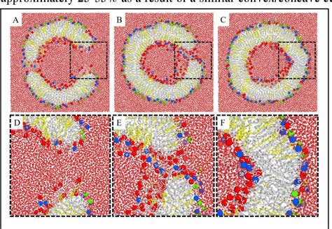 Figure 2 From The Dynamics Of A Highly Curved Membrane Revealed By All Atom Molecular Dynamics