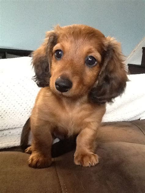 Pin By Jess Palma On Animal Nature Wiener Dog Puppies Dachshund