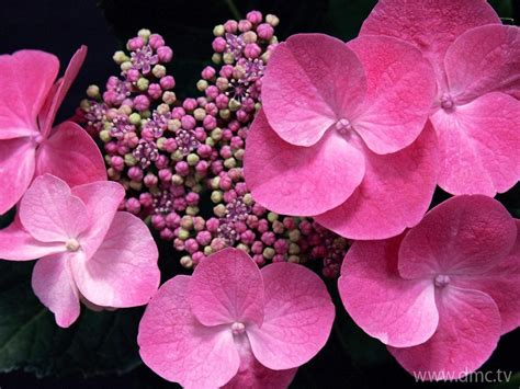 ดอกไม้ รูปภาพดอกไม้สวยๆ