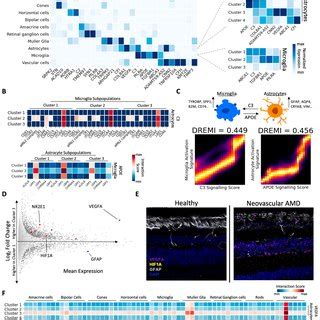 Diffusion Condensation Analysis Of SnRNAseq Data From AMD Tissue A