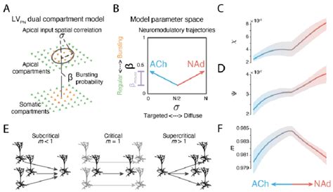 Biophysically Plausible Model Of Nonlinear Layer V Pyramidal Neurons Download Scientific