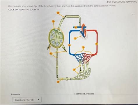 Solved Demonstrate Your Knowledge Of The Lymphatic System