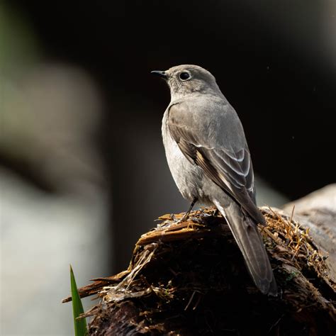 Townsends Solitaire — Eastside Audubon Society