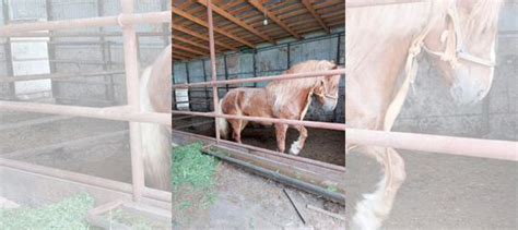 Лошадь купить в Шыгырдане Животные и зоотовары Авито