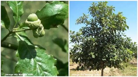 36 Different Types Of Oak Trees Their Identifying Features