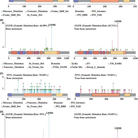 Mutation Sites Of Tp53 And Egfr Of Subgroups With Different Organ Download Scientific Diagram