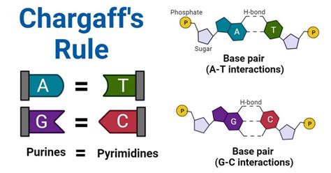Chargaffs Rules First And Second Rules Applications Notes Molecular Structure Of Dna