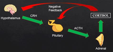 Functional Adrenal Tumors Hypercortisolism