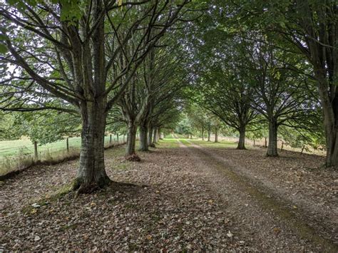 Tree Lined Driveway The Traditional Company