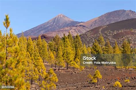 그린 파인 트리 숲 여름 날 테네리페 카나리아 제도 엘 테이 데 국립 공원 푸른 하늘에 유명한 관광 명소에는 화산 하단에 사면에 성장 0명에 대한 스톡 사진 및 기타 이미지