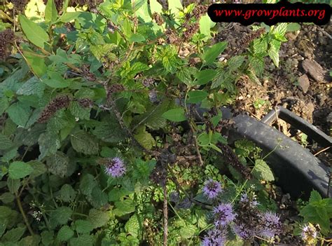 Peppermint Plant How To Grow And Care