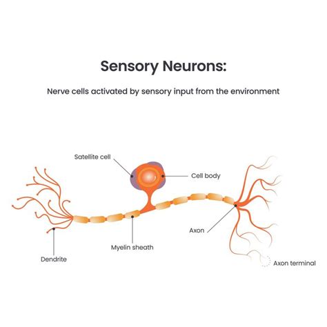 Neurons Nerve Cells Structure Function And Types Neurons Neuron