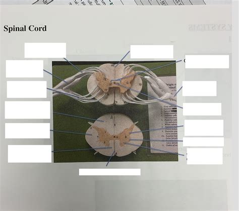 Spinal Cord Diagram Quizlet