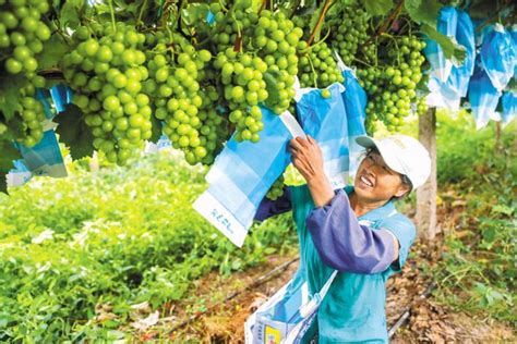 夷陵葡萄园里管护忙 三峡宜昌网