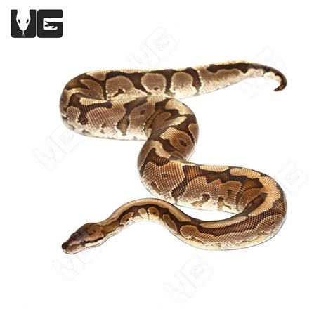 Hidden Gene Woma Ball Python