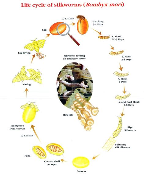 How Silk Is Made Sarahs Silks Silkworm Life Cycle Silkworm Life