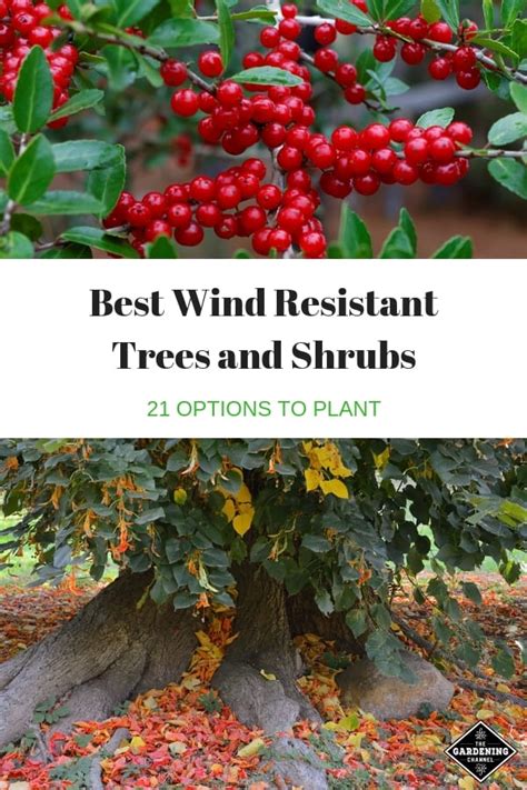 Best Wind Resistant Trees And Shrubs A List Of 21 Options Gardening