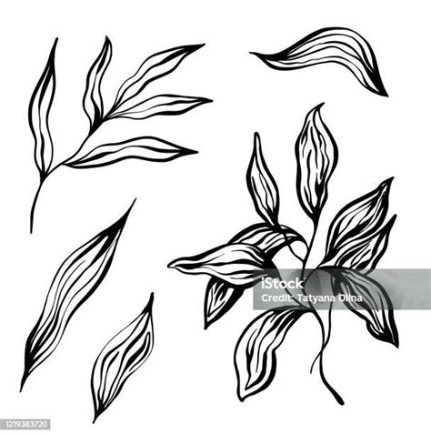 흰색 배경에 고립 된 손으로 그린 잎 세트 식물 원소 나뭇잎 가지 꽃 낙서 스타일의 벡터 그림입니다 섬유 엽서 인쇄 웹 디자인 0명에 대한 스톡 벡터 아트 및 기타 이미지