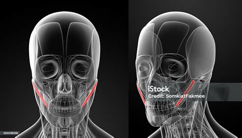 Medical Ilustración Del Músculo Cigomático Mayor Foto De Stock Y Más