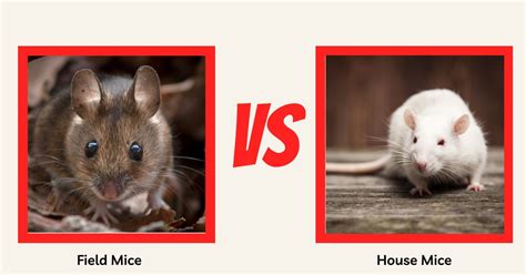 Understanding Field Mice Behavior And Effective Control Bugstips