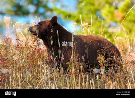 Cinnamon Black Bear Tower Junction Yellowstone National Park Wyoming