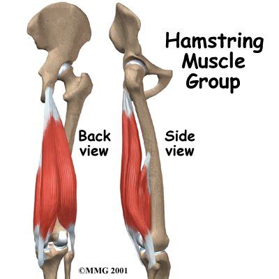 Pulled Hamstring Diagram