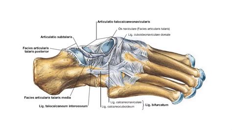 Acute Isolated Medial Midtarsal Dislocation Pdf