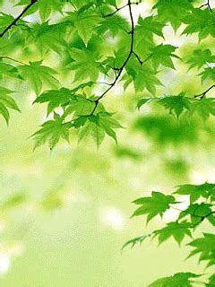 Grow Peace Inspirational Quote With Green Leaves